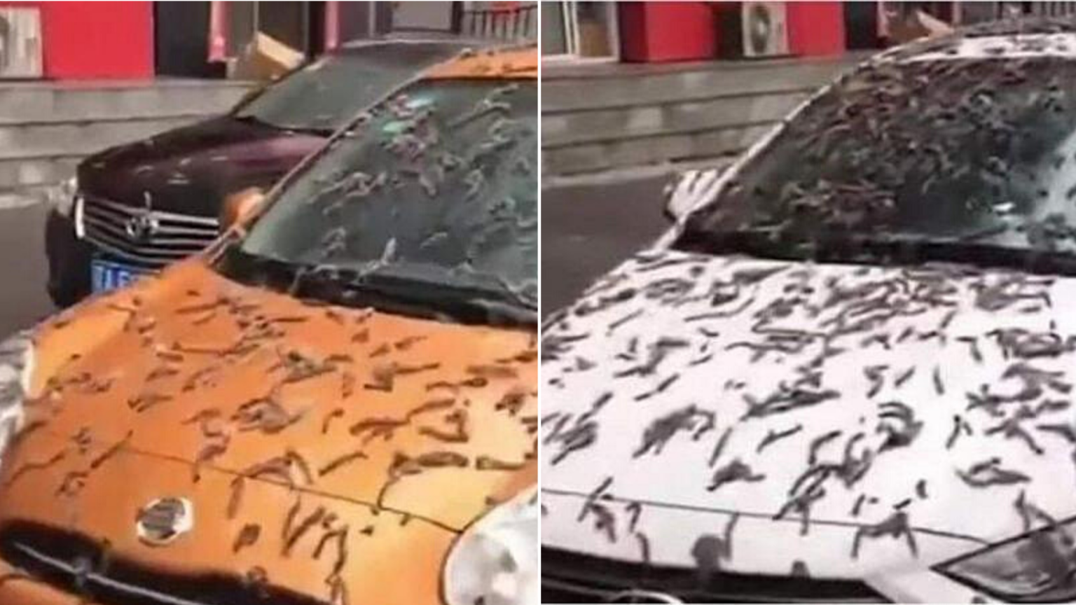 It rained worms in China: What is this strange phenomenon?